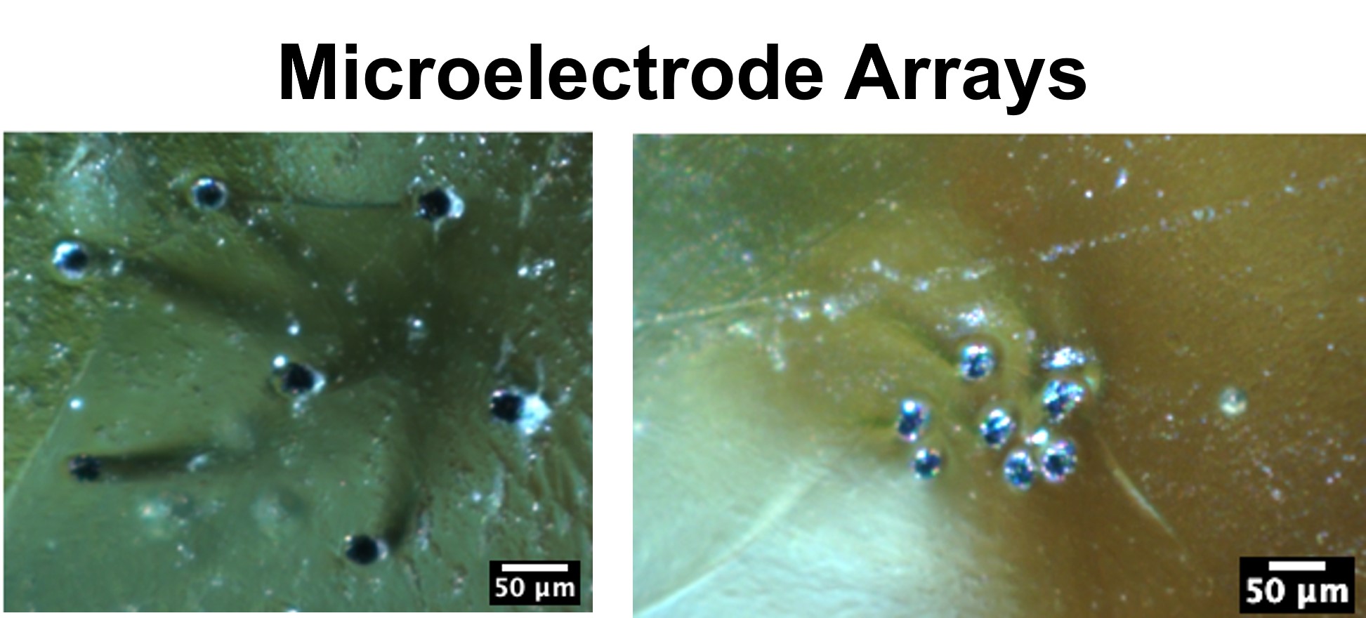 Research – Lazenby Laboratory
